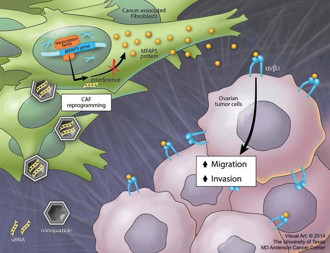 Antibody blocks MFAP5 - Methodology